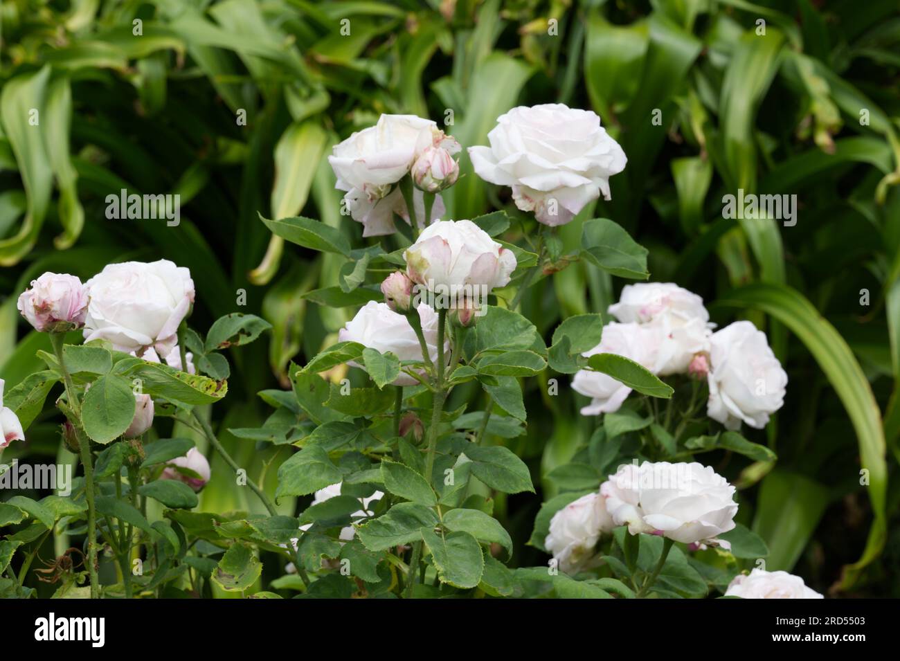 Double white summer rose flowers of Rosa Paul Bourghault in UK garden ...