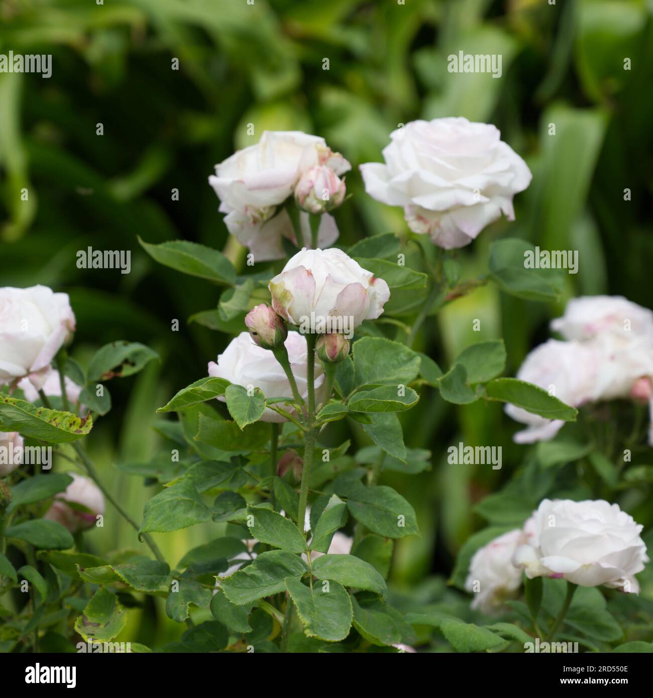 Double white summer rose flowers of Rosa Paul Bourghault in UK garden ...