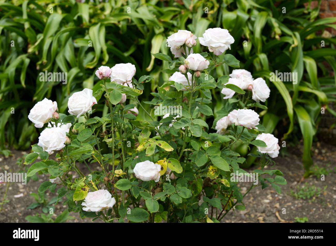 Double white summer rose flowers of Rosa Paul Bourghault in UK garden ...