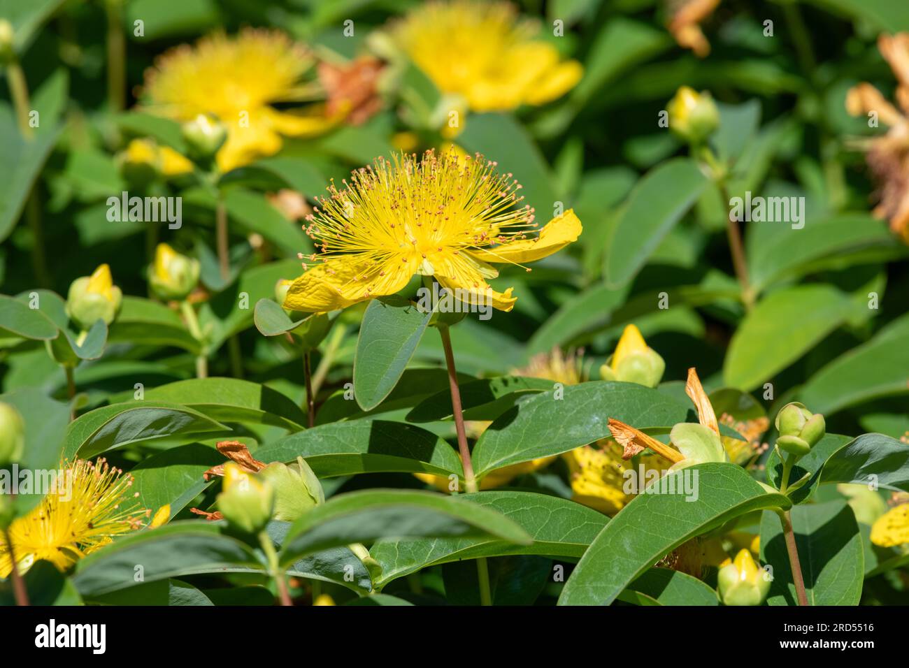 Close up of a Rose of Sharon (hypericum calycinum) flower in bloom ...