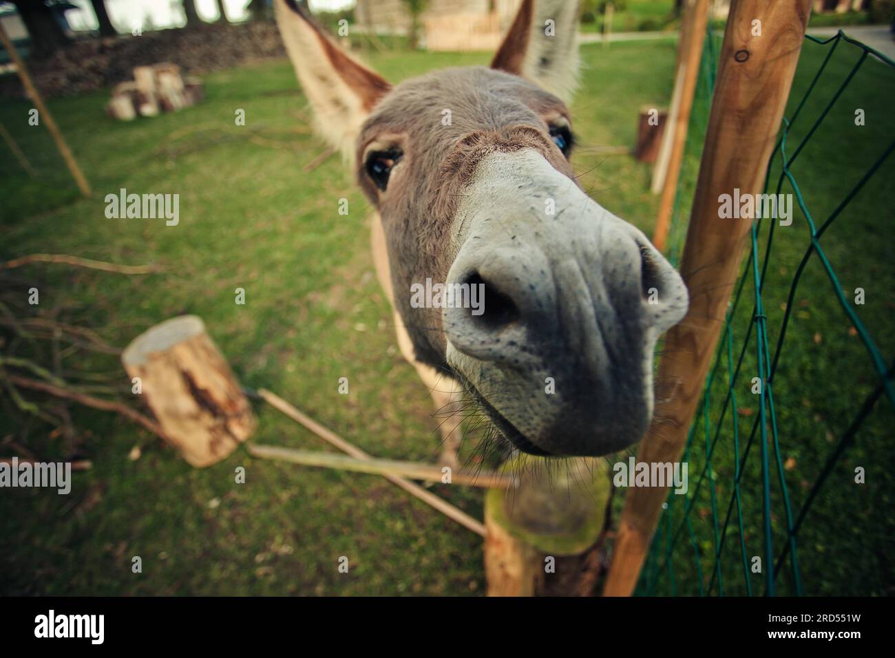 Funny little grey donkey in its enclosure Stock Photo - Alamy