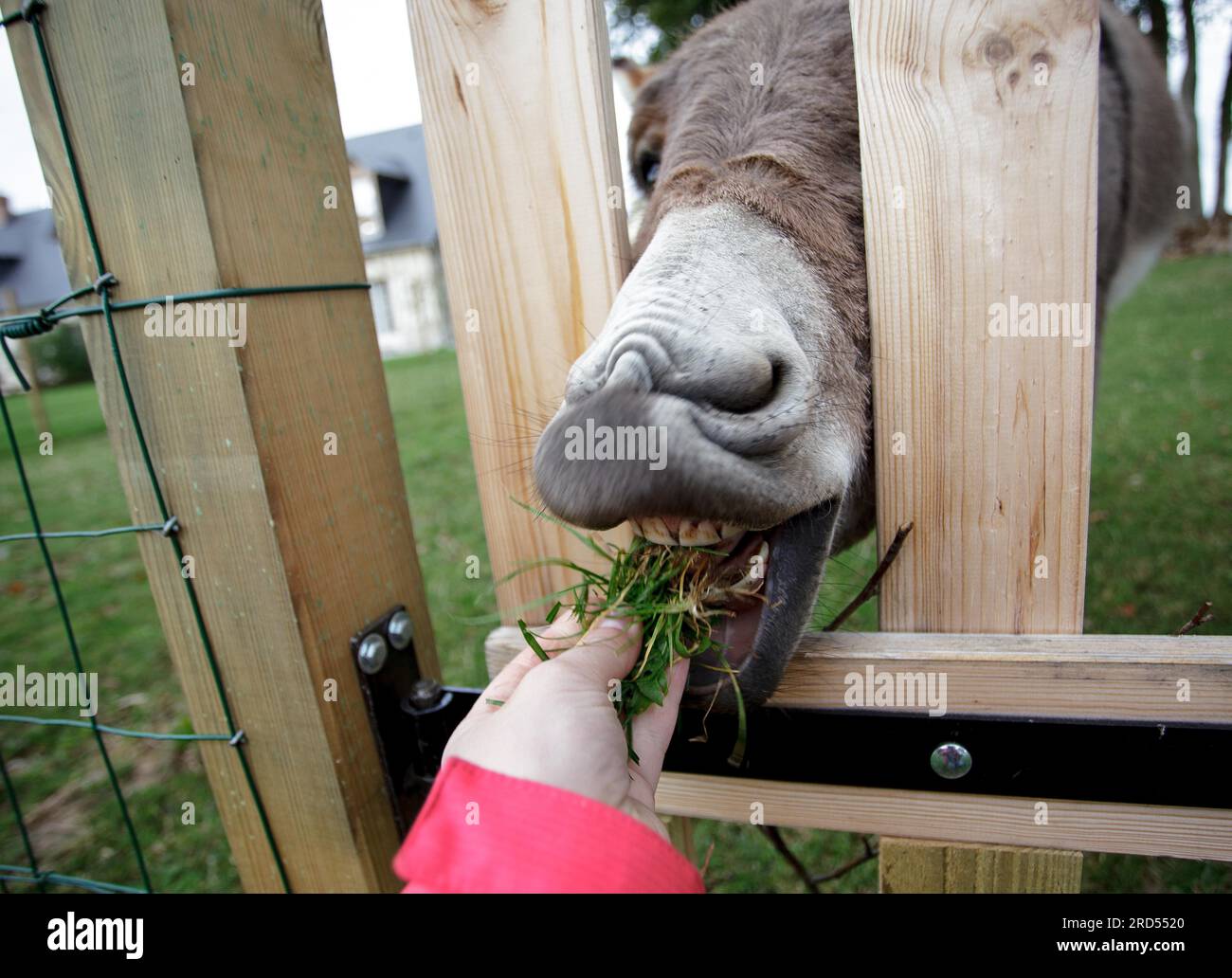 Funny little grey donkey in its enclosure Stock Photo - Alamy
