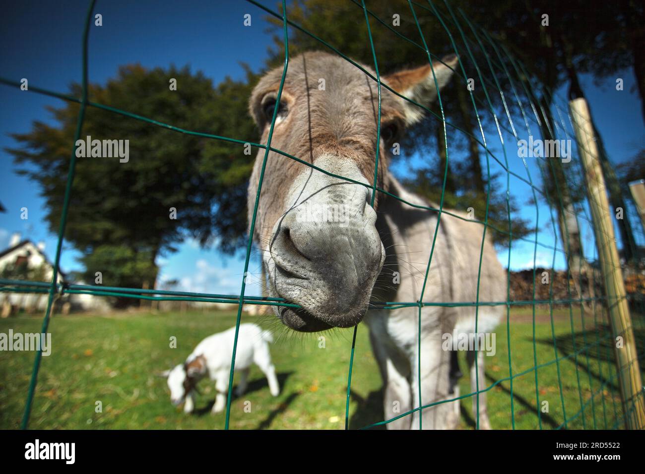 Funny little grey donkey in its enclosure Stock Photo - Alamy