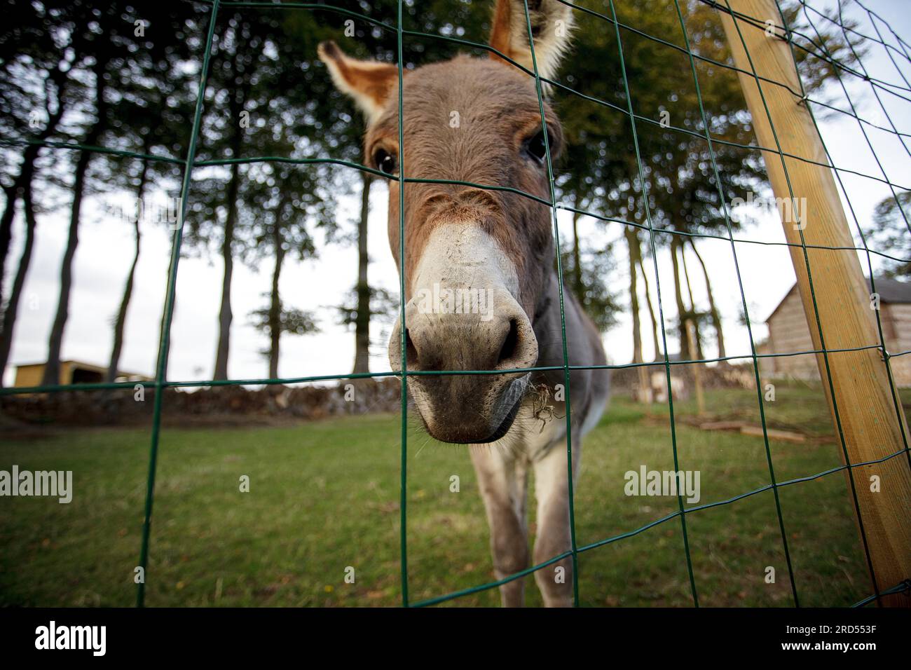 Funny little grey donkey in its enclosure Stock Photo - Alamy