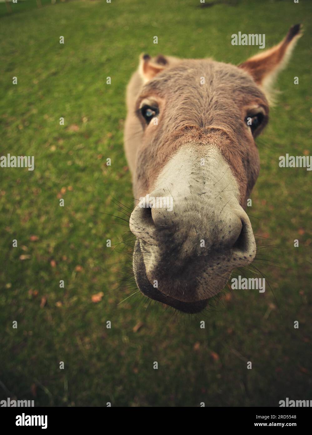 Funny little grey donkey in its enclosure Stock Photo - Alamy