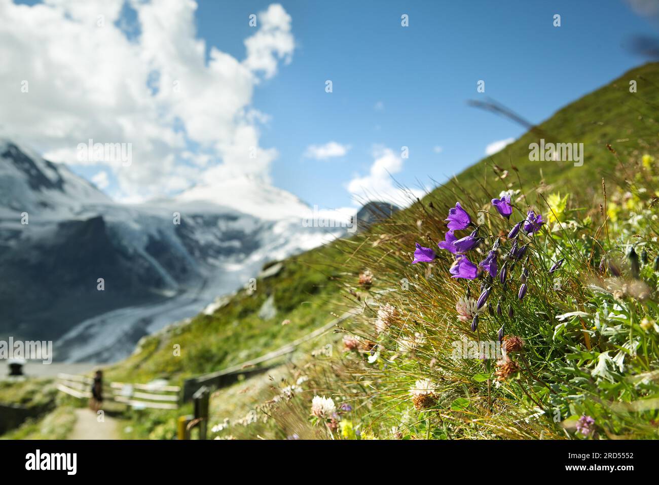 Alp gentian hi-res stock photography and images - Alamy