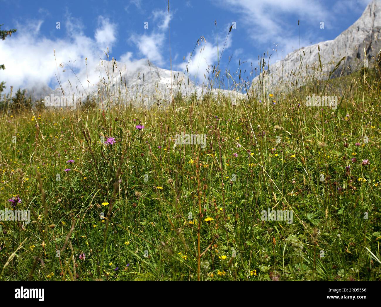 Alpine meadow with cr Stock Photo - Alamy