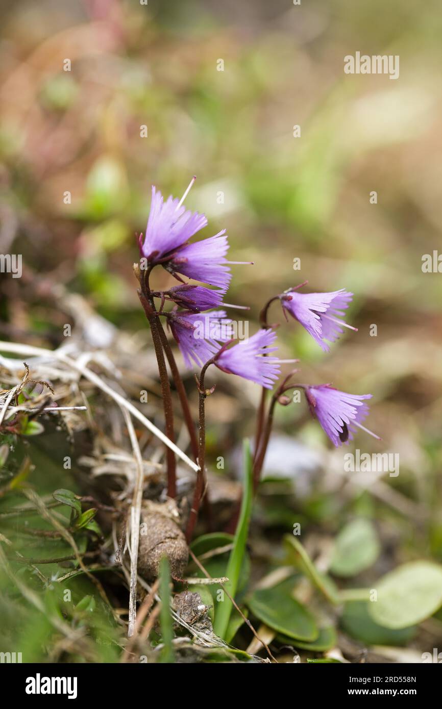 Alpine meadow with gentian and herbs in the Alps in summer Stock Photo ...