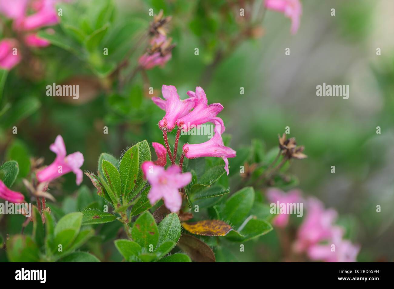 Alpine meadow with gentian and herbs in the Alps in summer Stock Photo ...