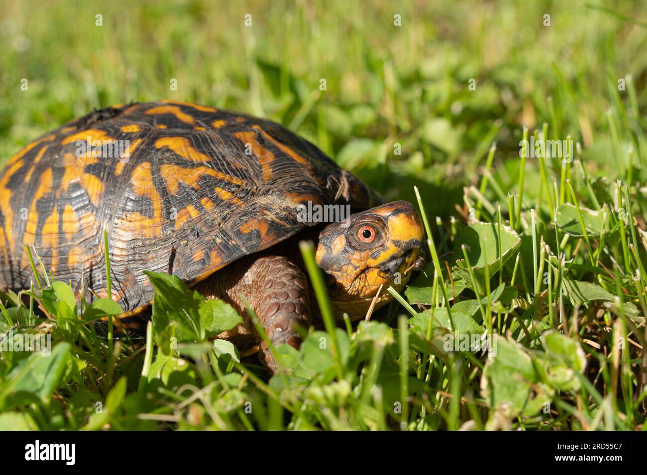 An Eastern box turtle (terrapene) checking out his surroundings as he ...