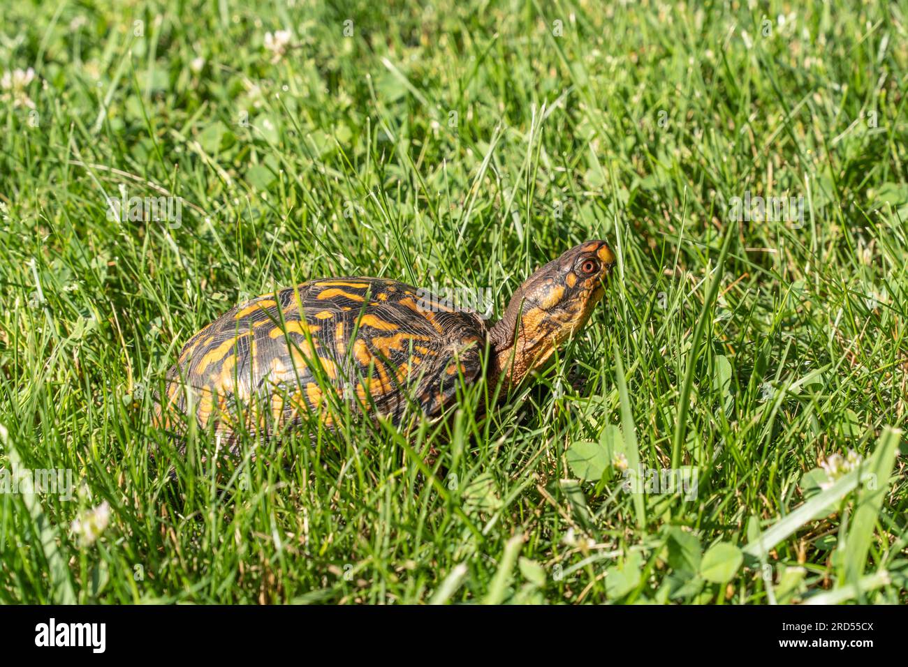 An Eastern box turtle (terrapene) checking out his surroundings as he ...