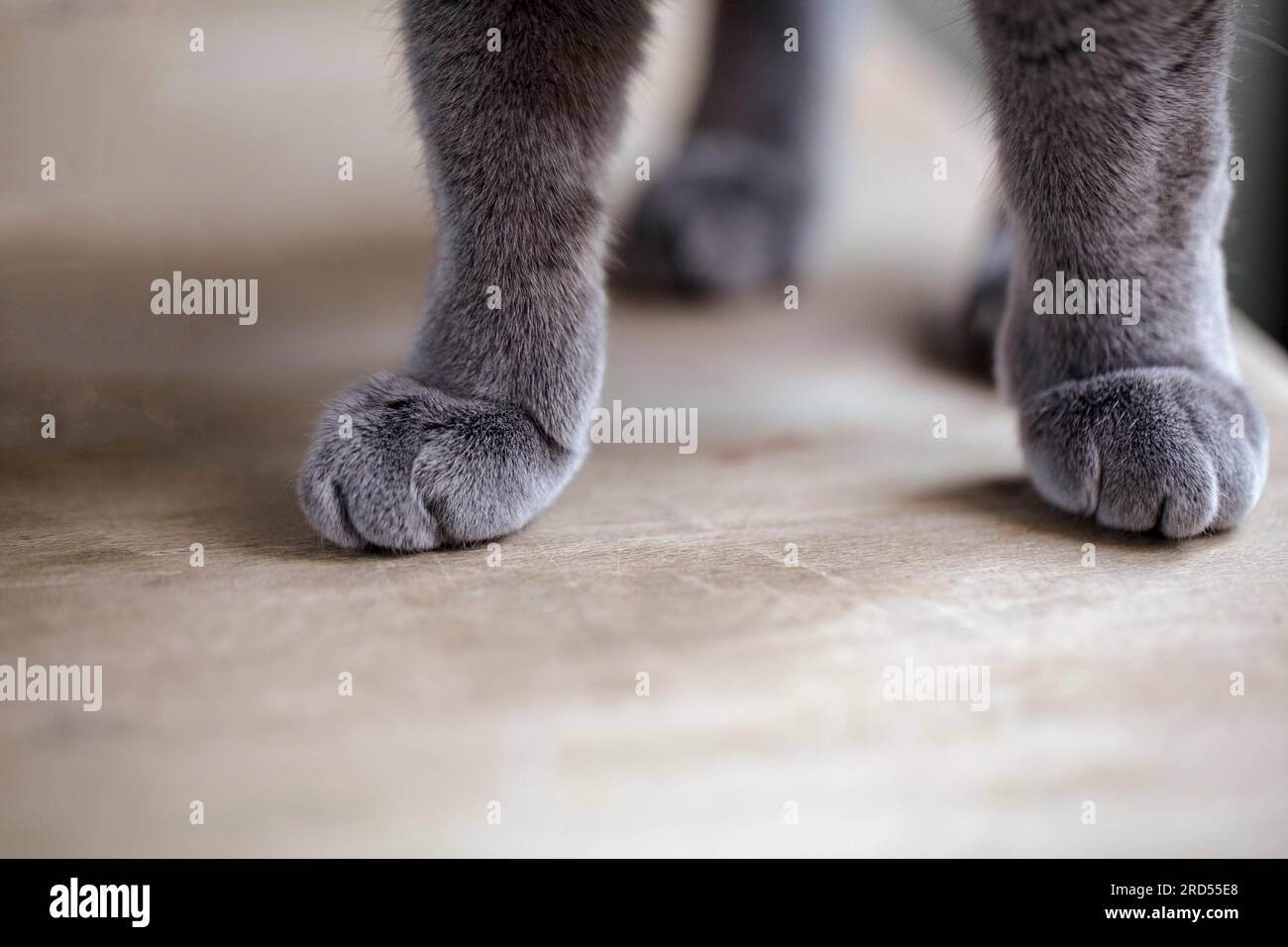 Soft grey hi-res stock photography and images - Alamy