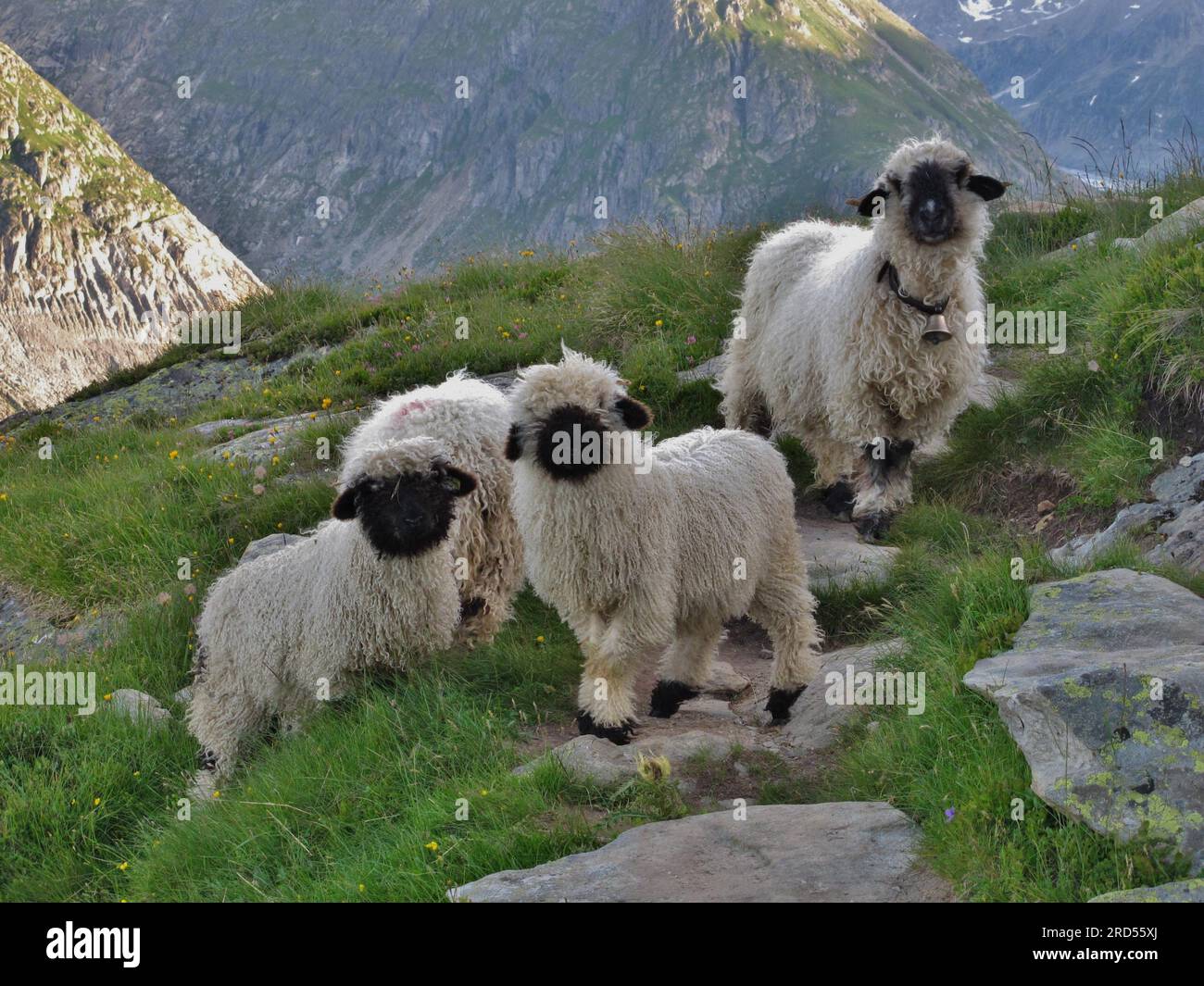 Valais sheep hi-res stock photography and images - Alamy