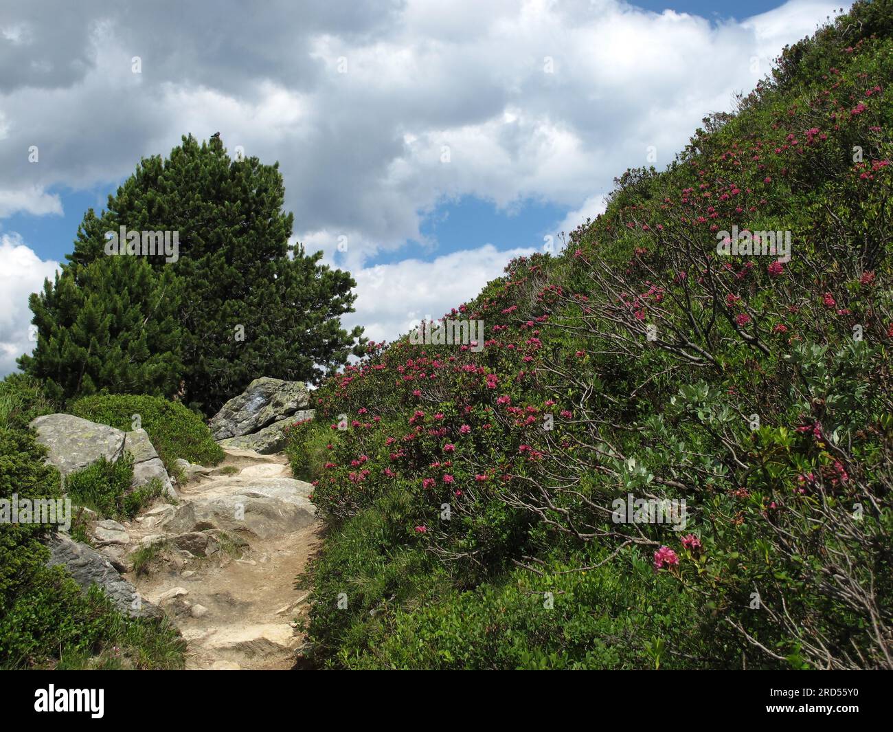 When the alpine roses bloom hi-res stock photography and images - Alamy