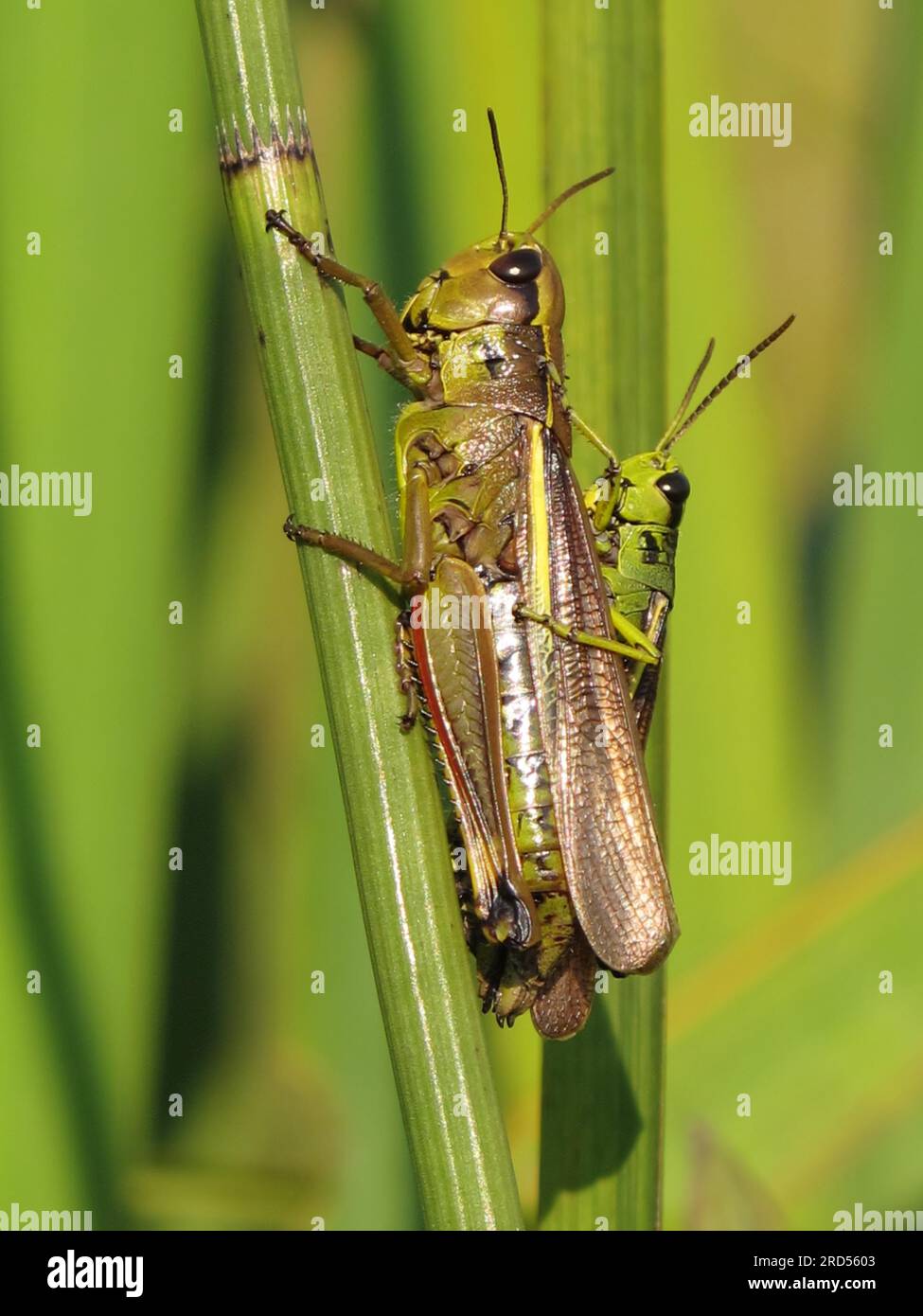 Flying grasshopper hi-res stock photography and images - Alamy