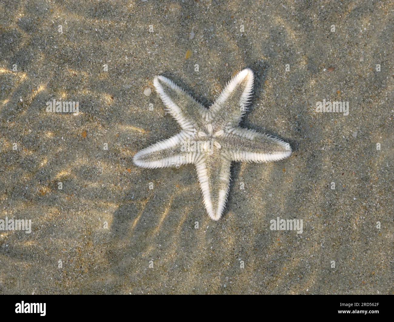 White starfish hi-res stock photography and images - Alamy