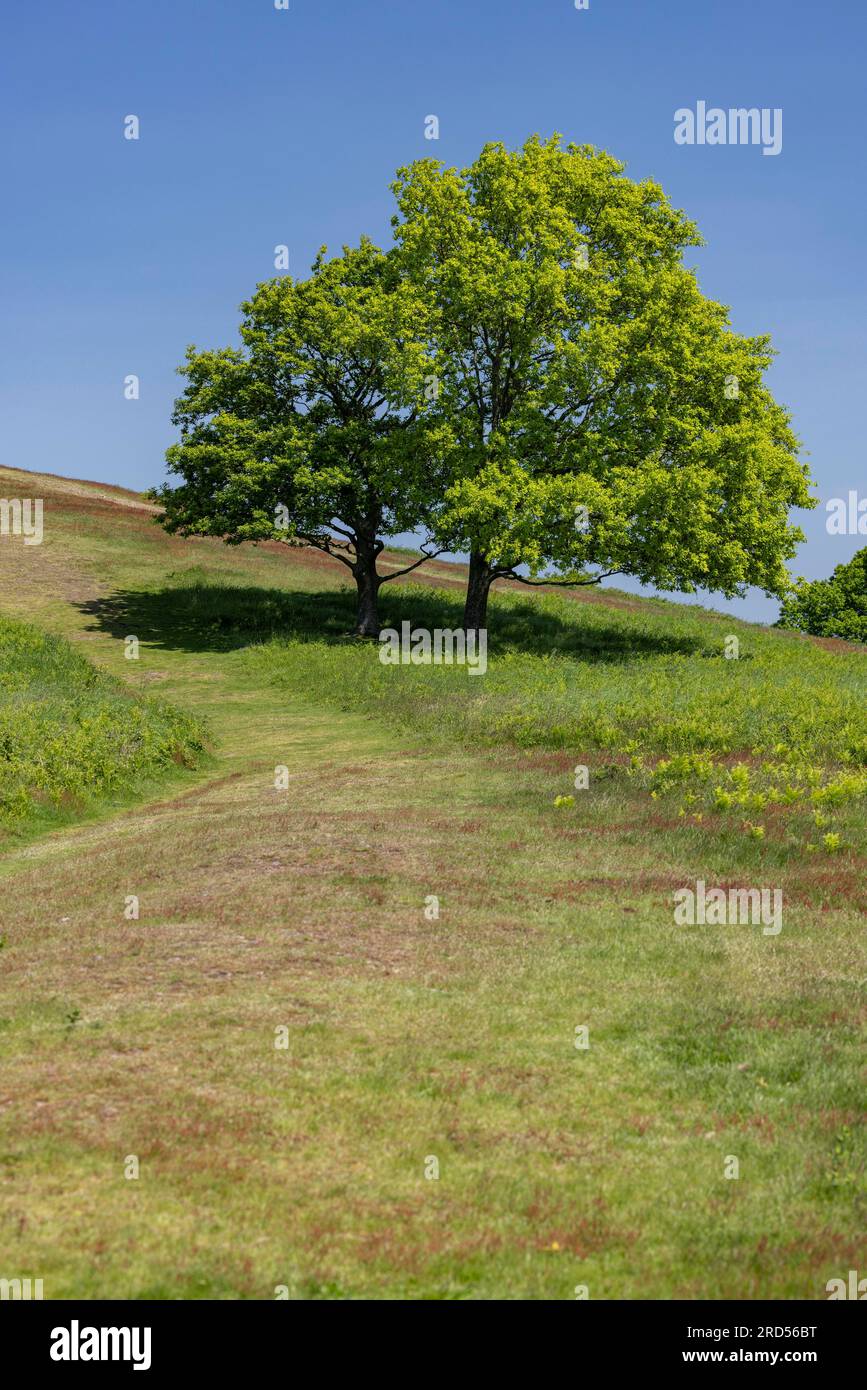 Mighty trees by the footpath, Whiteleaved Oak, Malvern Hills, England ...