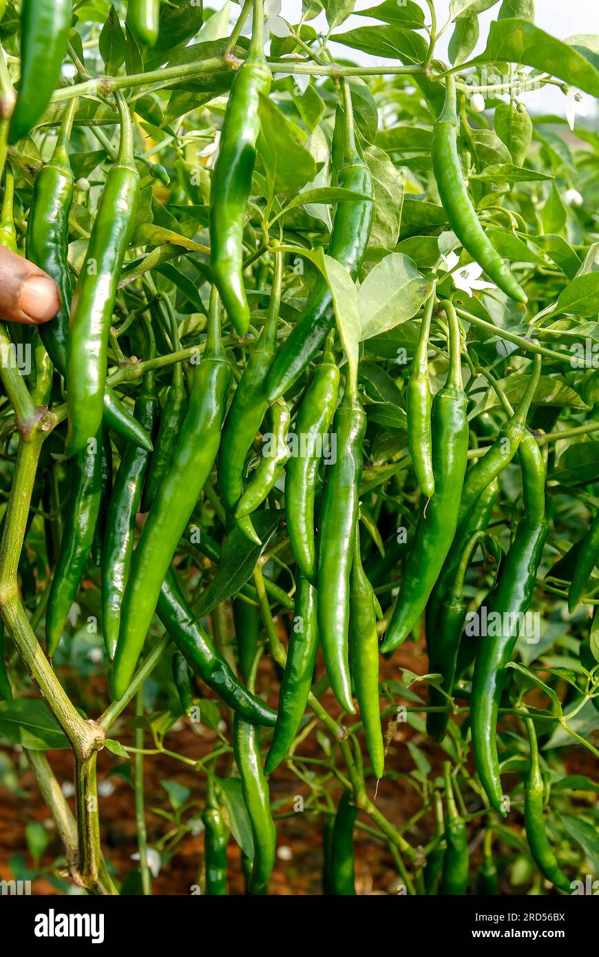 Spices Green Chilli (Capsicum frutescens) field in Oddanchatram ...
