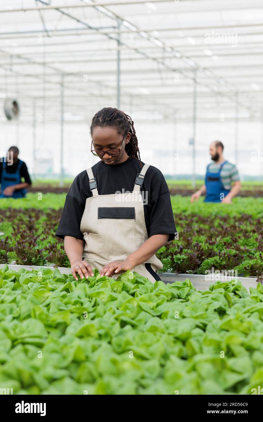 African american farm worker using organic method of eliminating ...