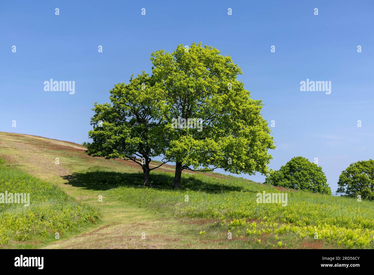 Mighty trees by the footpath, Whiteleaved Oak, Malvern Hills, England ...
