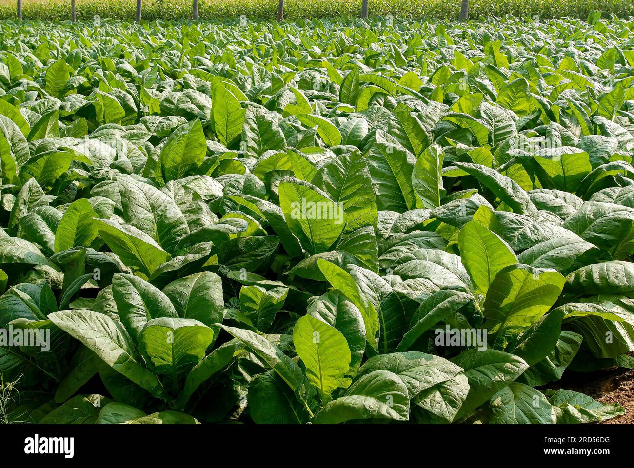 Tobacco (Nicotiana tabacum) cultivated plants in Oddanchatram ...