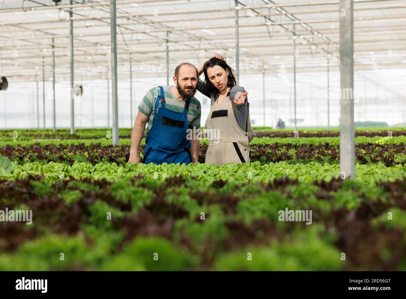 Farmers team concerned about low leafy greens yield affected by pests ...