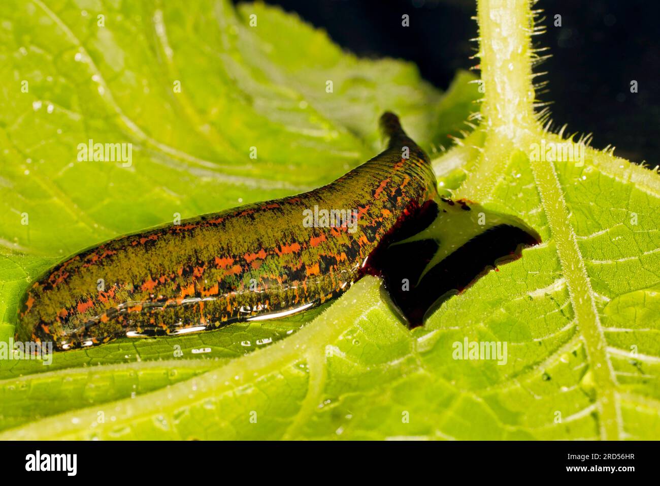 Medicinal leech (Hirudo medicinalis) covered with blood lying on a green leaf and secreting ...