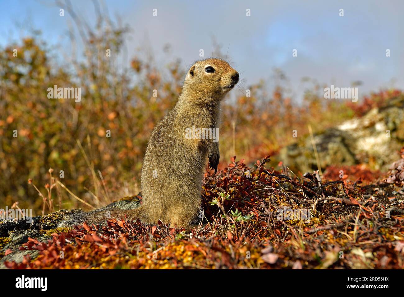 Arctic ground squirrel (Spermophilus parryii), standing on the autumn-coloured tundra floor ...