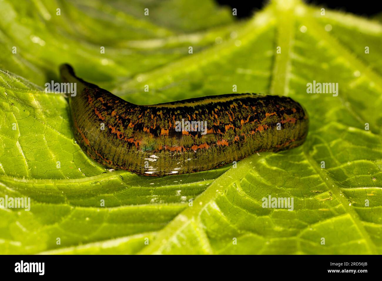 Medicinal leech (Hirudo medicinalis) covered with blood lying on a ...