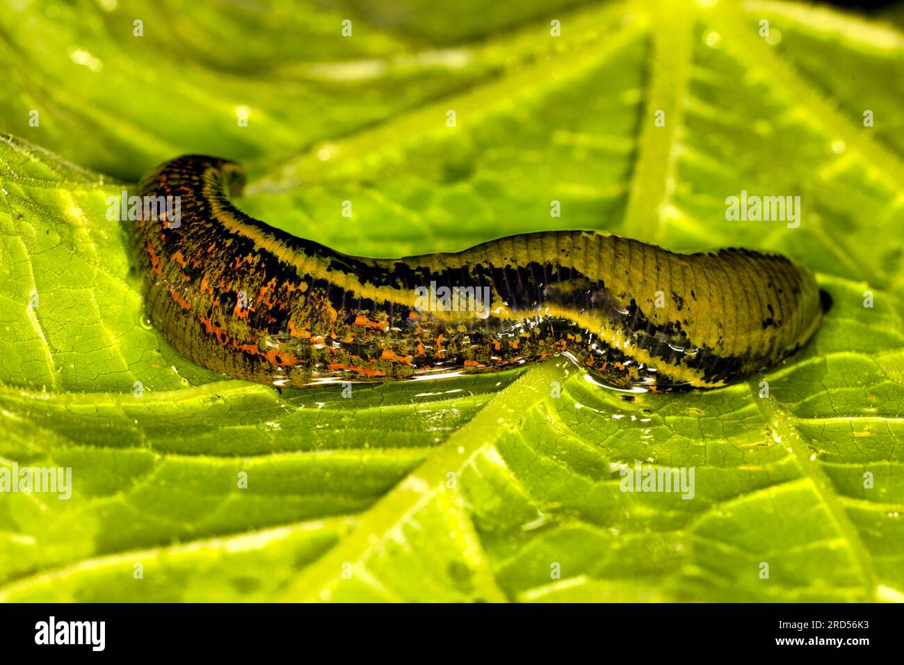 Medicinal leech (Hirudo medicinalis) covered with blood lying on a ...