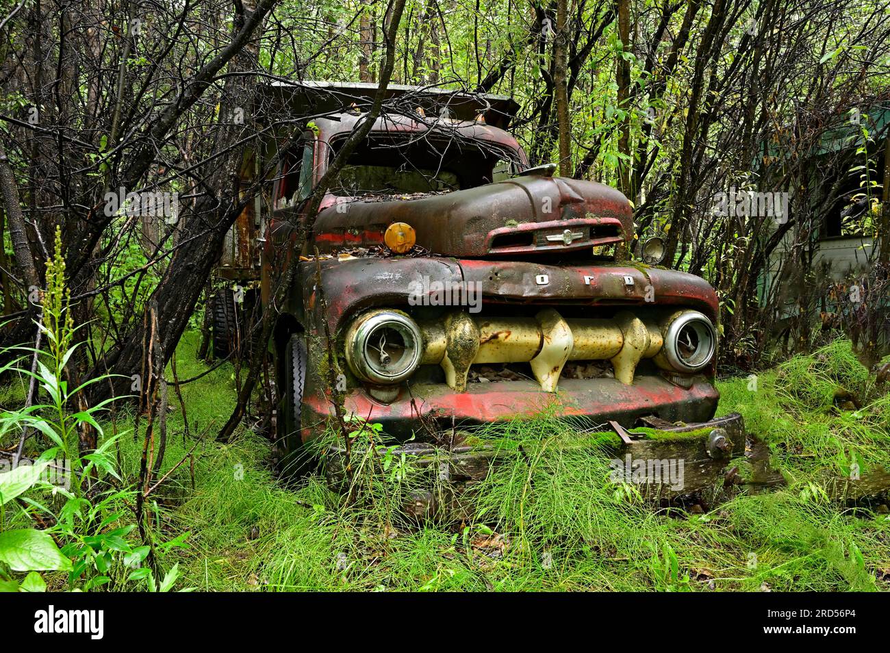Antique car wreck stands in forest overgrown with plants, Alaska, USA Stock Photo - Alamy