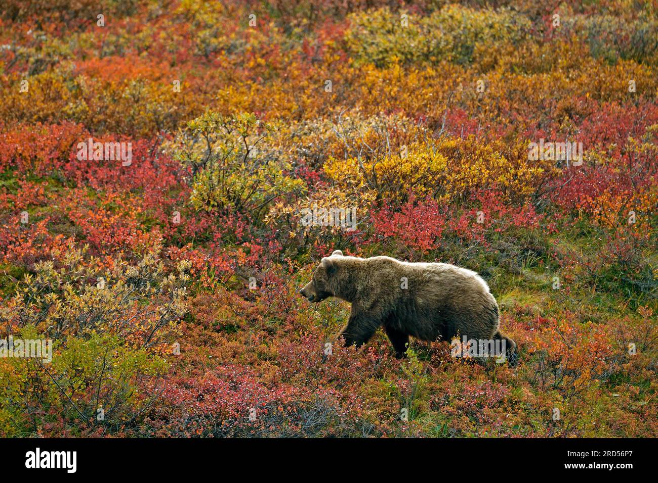 Grizzly bear (Ursus arctos horribilis) striding across the autumn ...