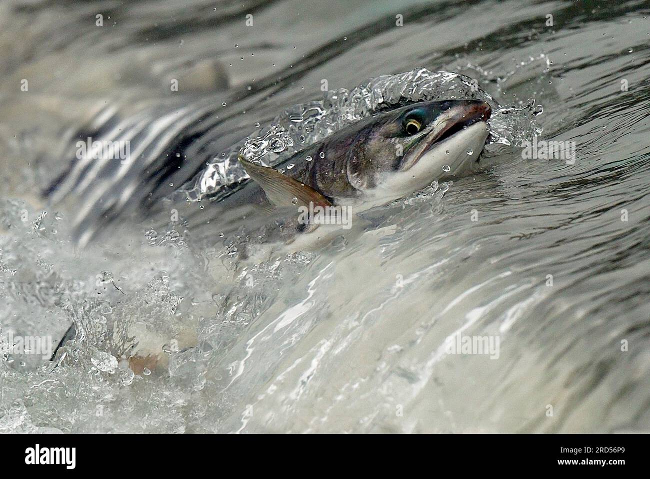 Pink salmon (Oncorhynchus gorbuscha) jumping up a waterfall on their ...
