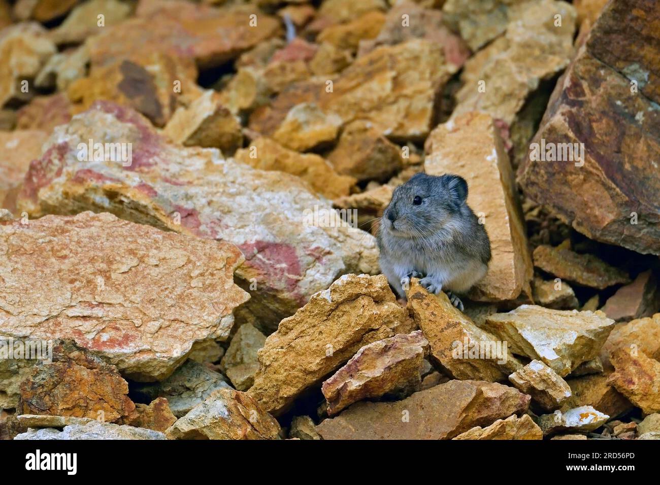 Pika (Ochotona) standing among boulders and on large rocks, Denali ...