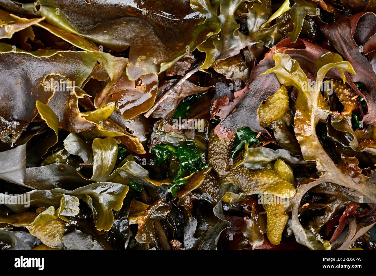 Seaweed and sea grass on the seashore, Vancouver Island, Canada Stock ...
