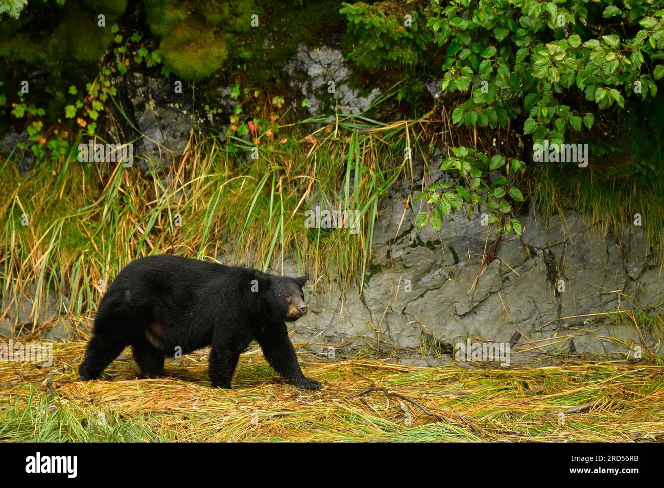 Rainforest edge hi-res stock photography and images - Alamy