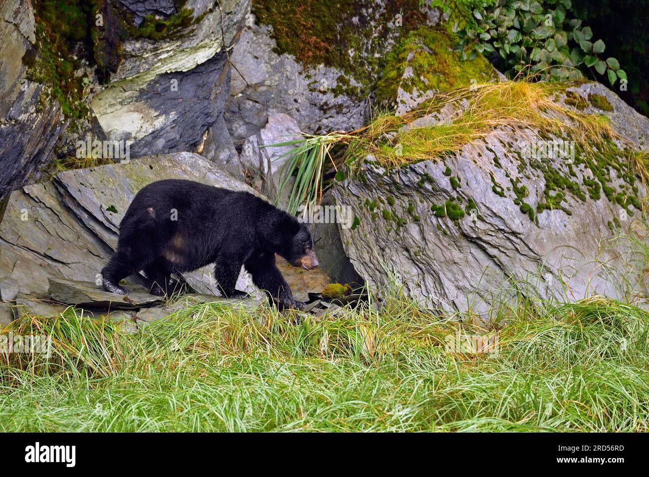 American Black Bear Ursus Americanus Climbing Over Rocks Along The