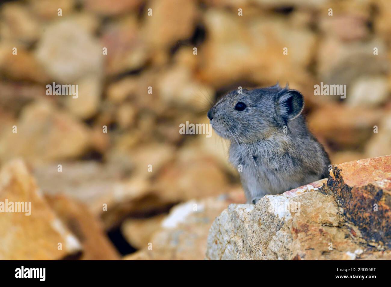 Pika (Ochotona) standing among boulders and on large rocks, Denali ...