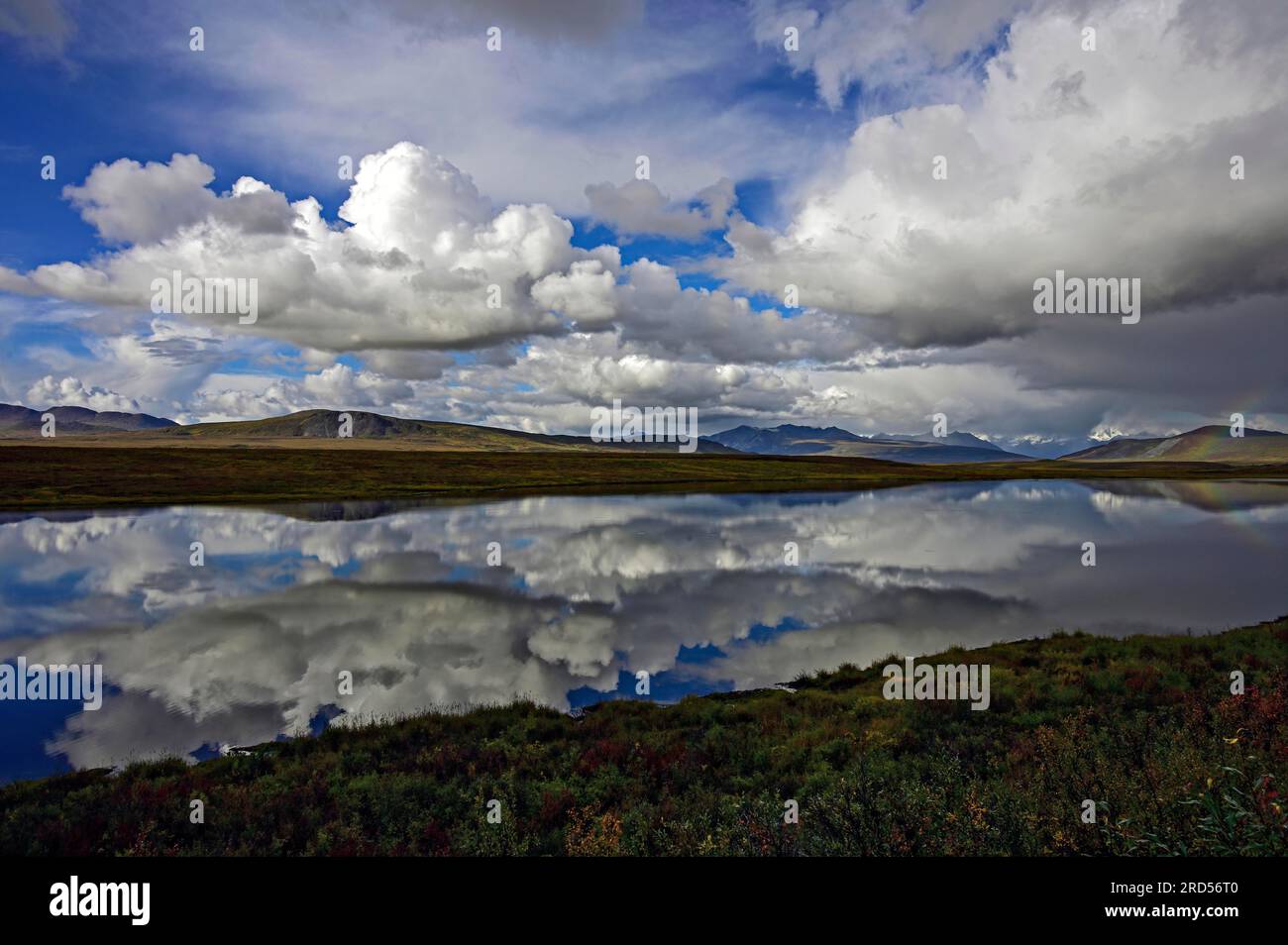Cumulonimbus clouds reflected in a beaver pond in the subarctic tundra ...