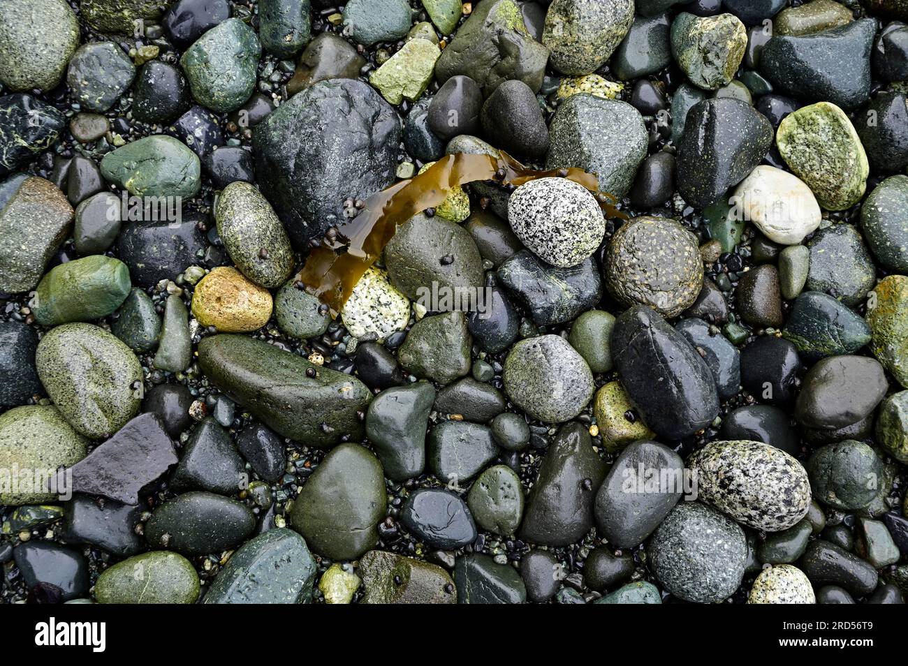 Stones on the seashore, Vancouver Island, Canada Stock Photo - Alamy