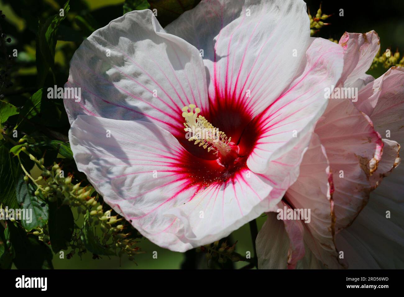 White hibiscus flower red center hi-res stock photography and images ...