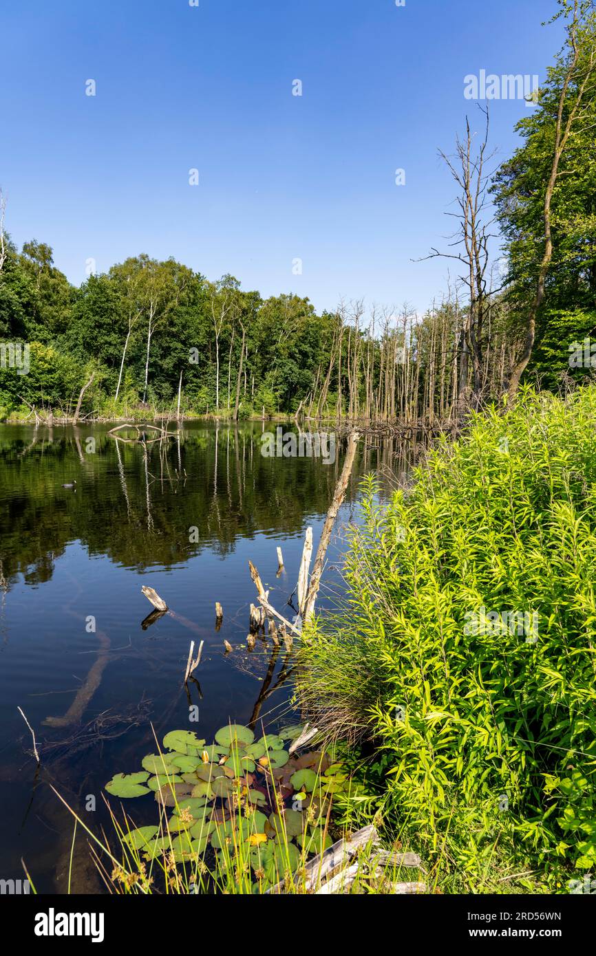 The Pfingstsee in the Kirchheller Heide, near the Heidhof, in the ...