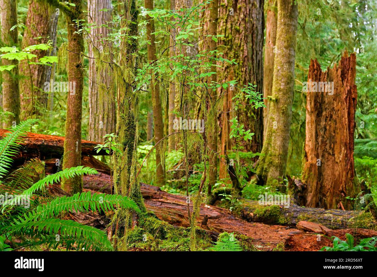Temperate rainforest, Vancouver Island, British Columbia, Canada Stock ...
