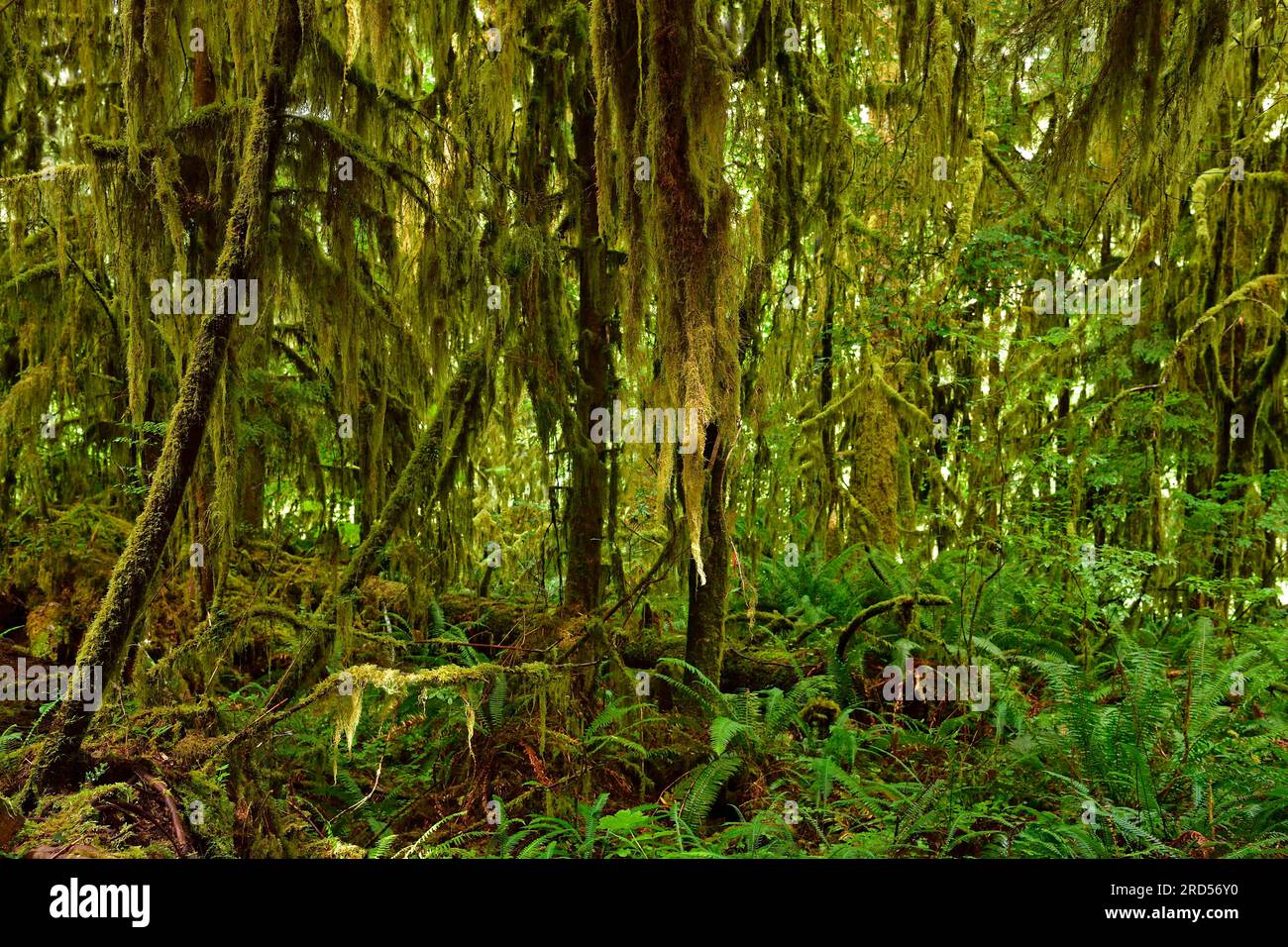 Temperate rainforest, Vancouver Island, British Columbia, Canada Stock ...