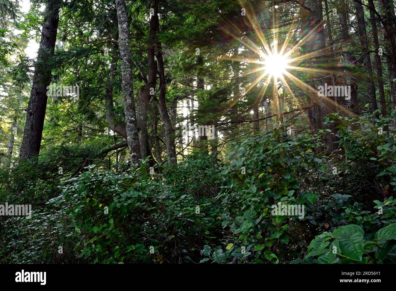 Sun shining through rainforest hi-res stock photography and images - Alamy