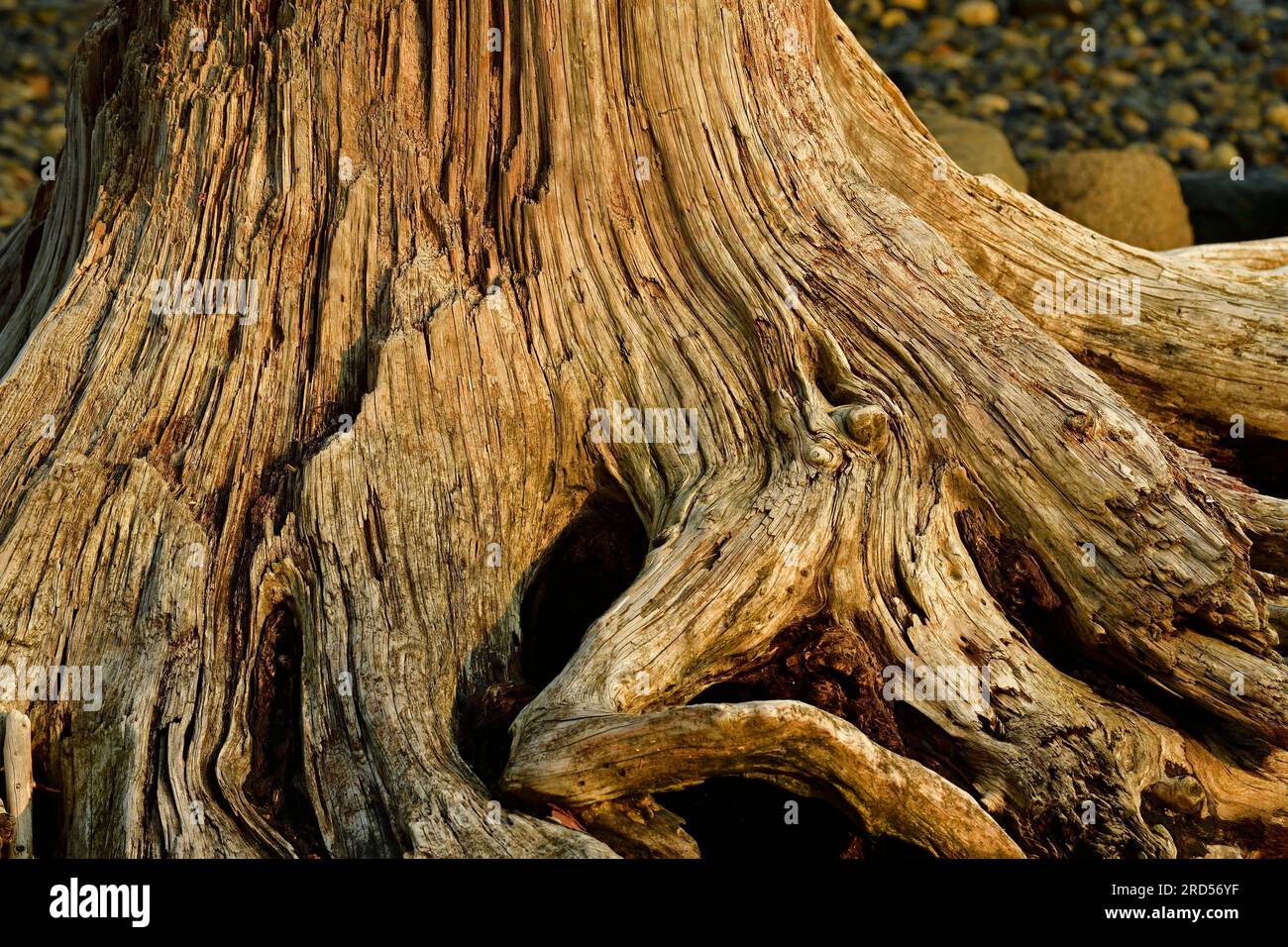 Dead tree stump in temperate rainforest, Vancouver Island, British ...