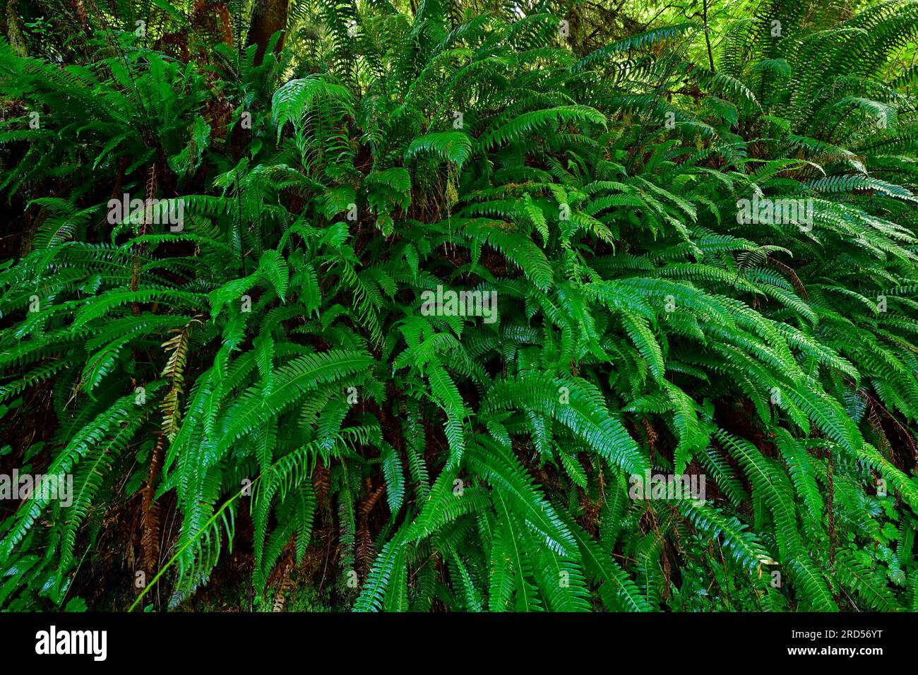 Giant ferns in temperate rainforest, Vancouver Island, British Columbia ...