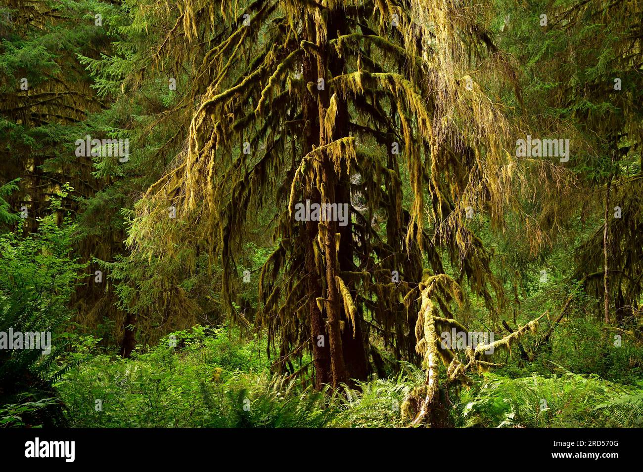 Temperate rainforest, Vancouver Island, British Columbia, Canada Stock ...
