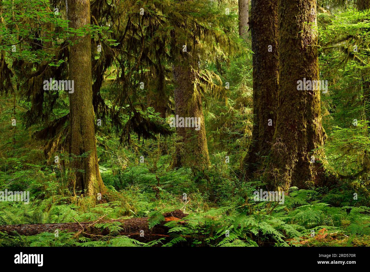 Temperate rainforest, Vancouver Island, British Columbia, Canada Stock ...