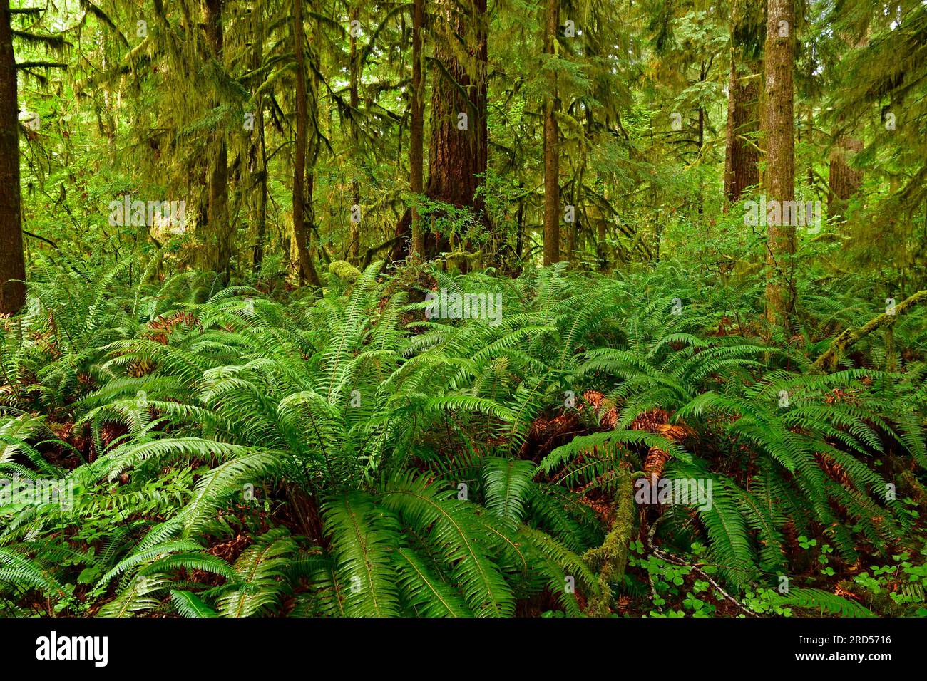 Temperate rainforest with fern, Vancouver Island, British Columbia ...